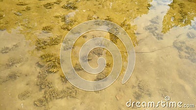 Texture of Contaminated Sandy Lake Bottom Under Water. Top View Natural ...