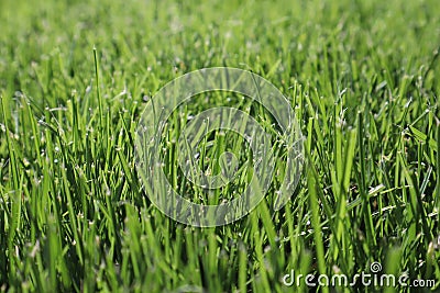Texture Of Green Grass. Green Soccer Grass Background. Natural Grass ...