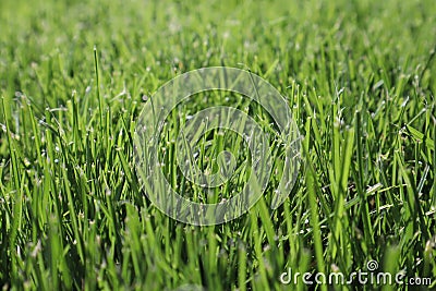 Texture Of Green Grass. Green Soccer Grass Background. Natural Grass ...