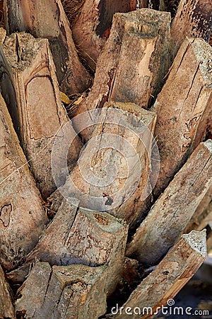 Texture Of Palm Trees Closeup. Palm Stem Close Up. Palm Tree Texture ...