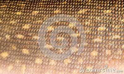 Texture Of Pike Skin Royalty-Free Stock Image | CartoonDealer.com #38961496