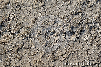 Texture Of Withered Earth Stock Photo - Image: 59263998