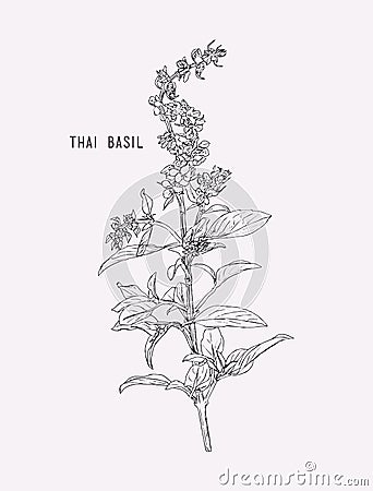 Thai Basil Vector. | CartoonDealer.com #91852917