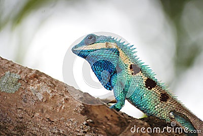 Thai Lizard On Tree Stock Photography - Image: 25081112