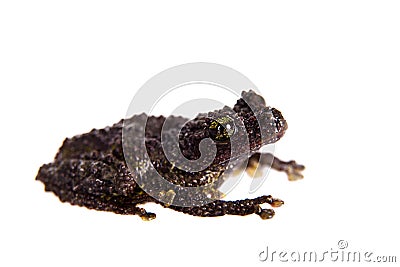 Theloderma Bicolor, Rare Spieces Of Frog On White Royalty-Free Stock ...
