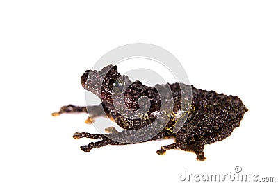 Theloderma Bicolor, Rare Spieces Of Frog On White Royalty-Free Stock ...