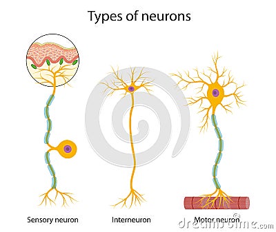 Three Main Types Of Neurons: Sensory, Interneuron And Motor Royalty ...