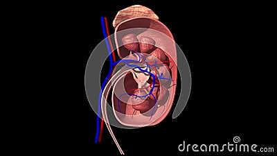 Looped Human Kidney Rotation Model Stock Footage - Video of anatomy ...