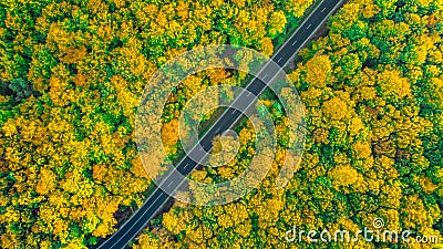 Thick Golden Colored Forest Crossed By A Diagonal Asphalt Road Royalty ...