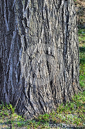 Thick tree bole stock photo. Image of spring, tree, bole - 4860438