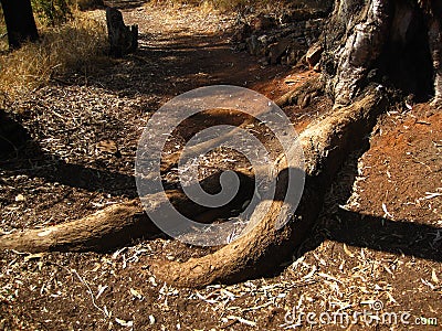 THICK TREE ROOT PROTRUDING THROUGH GROUND SURFACE OVER A PATH Royalty ...