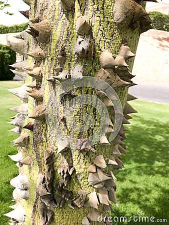 The Thick Trunk Of A Green Natural Natural Terrible Chorizion Tree With ...