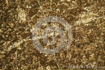 Thin Section Of Limestone Under The Microscope Royalty-Free Stock Image ...