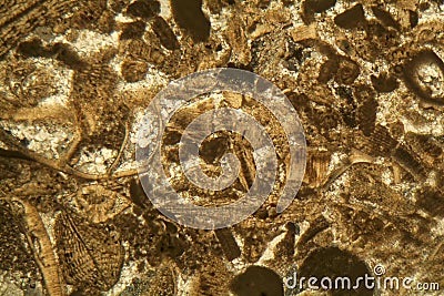 Thin Section Of Miocene Limestone Under The Microscope Stock Photo ...