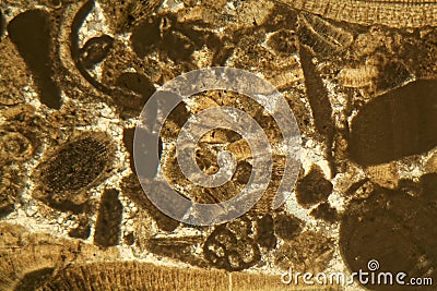 Thin Section Of Miocene Limestone Under The Microscope Stock ...