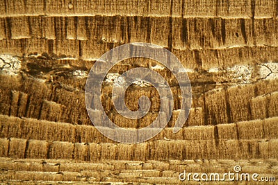 Thin Section Of Nummulite Limestone Under The Microscope Stock Photo ...