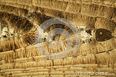 Thin Section Of Nummulite Limestone Under The Microscope Stock Photo ...