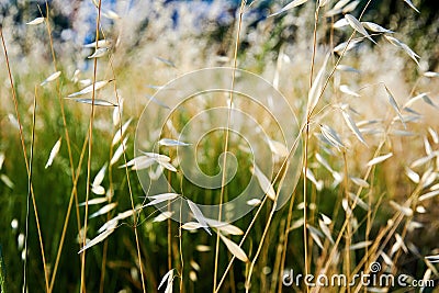 Thin Stalks Of Cereal Crop On A Wheat Field With Blurred Background ...