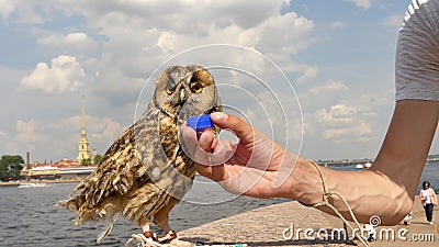 Thirsty owl drinking water stock video. Video of predatory - 79031639