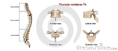 Thoracic Vertebrae T4 Royalty-Free Stock Photography | CartoonDealer ...