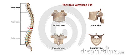 Thoracic Vertebrae T11 Stock Illustration - Image: 78412527