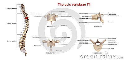 Thoracic Vertebrae T4 Royalty-Free Stock Photography | CartoonDealer ...