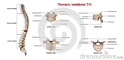 Thoracic Vertebrae T11 Royalty-Free Stock Photography | CartoonDealer ...