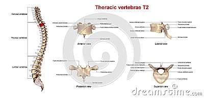Thoracic Vertebrae T2 Stock Photo | CartoonDealer.com #78412704