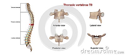 Thoracic vertebrae T3 stock illustration. Illustration of thoracic ...