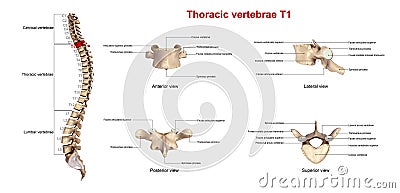 Thoracic Vertebrae T1 Stock Photography | CartoonDealer.com #78412772