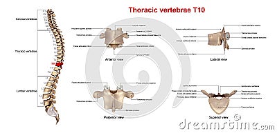 Thoracic Vertebrae T10 Stock Illustration - Image: 78412784