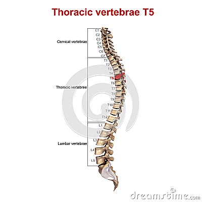 Thoracic Vertebrae T5 Stock Illustration - Image: 81703924