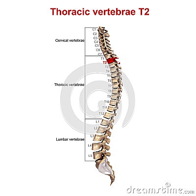 Thoracic Vertebrae T2 Stock Photo | CartoonDealer.com #81729156