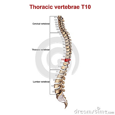Thoracic Vertebrae T10 Royalty-Free Stock Photography | CartoonDealer ...