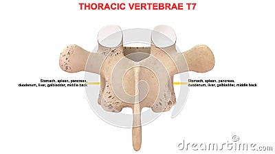 Thoracic Vertebrae Or Thoracic Spine Bone T7 Royalty-Free Stock Image ...
