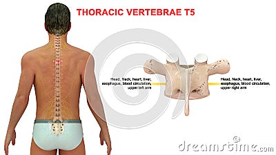 Thoracic Vertebrae Or Thoracic Spine Bone T5 Stock Photography ...