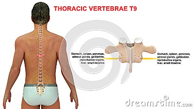 Thoracic Vertebrae Or Thoracic Spine Bone T9 Royalty-Free Stock ...