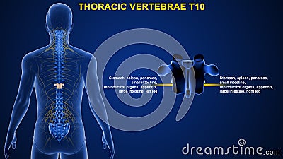 Thoracic Vertebrae Or Thoracic Spine Bone T10 Stock Photography ...