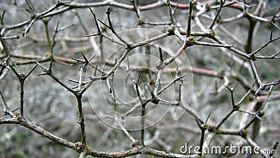 Thorn Branch Detail Royalty Free Stock Photography - Image: 20867327