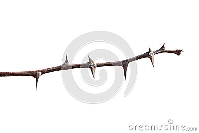 Thorn Royalty Free Stock Images - Image: 29860889
