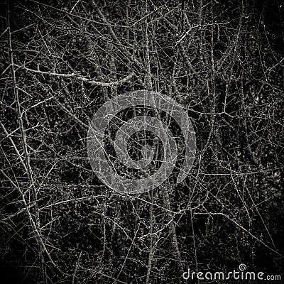 Thorny Bush Background Texture Stock Photography | CartoonDealer.com ...