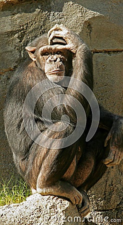 77,950 Ape Photos - Free & Royalty-Free Stock Photos from Dreamstime