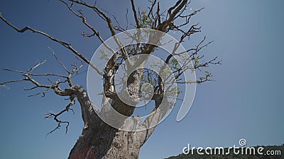 Thousand-year-old oak tree stock footage. Video of peaceful - 263321620