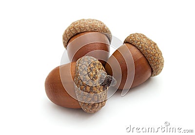 Three Acorns Royalty Free Stock Photos - Image: 3572988