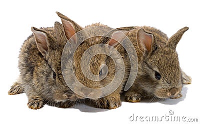 Three Baby Rabbits Stock Photos - Image: 6479003