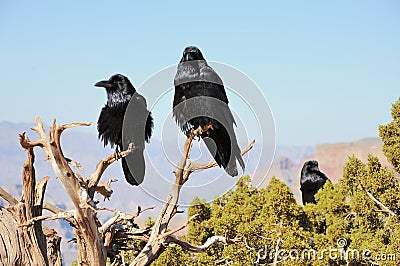 Three Big Crows Royalty Free Stock Photos - Image: 22222468