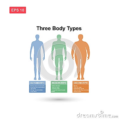 Three Body Type Male Ectomorph Mesomorph Endomorph Vector Isolated With ...