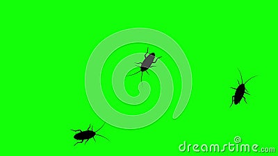 Three Cockroach on Green Screen, CG Animated Silhouettes, Seamless Loop ...