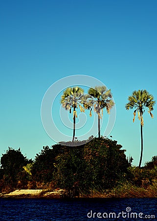 Three Tall Ilala Palms On The Zimbabwe Royalty-Free Stock Photo ...