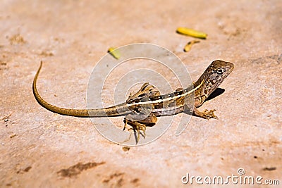 Three-eyed Lizard Stock Image - Image: 5676031